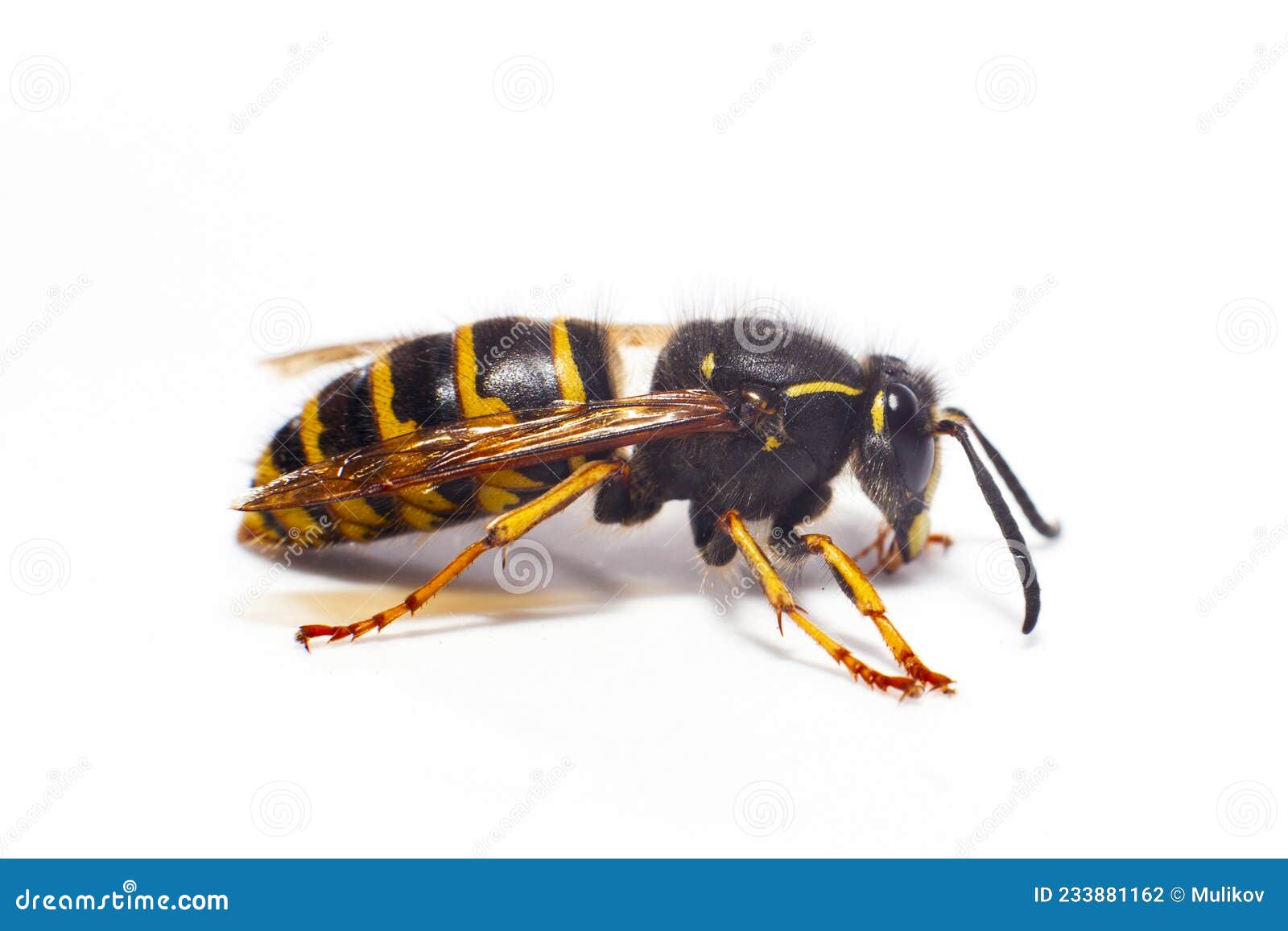 Wasp isolated on white stock photo. Image of sharp, small - 233881162