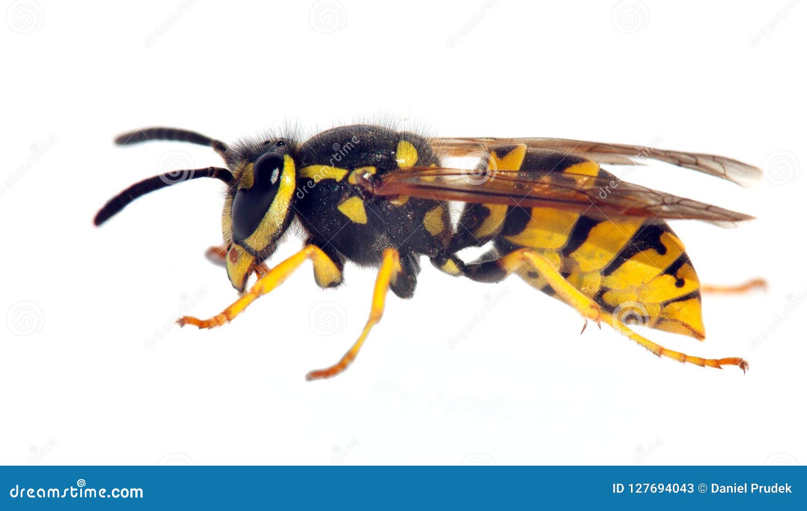 Wasp Isolateed on White Background in Latin Vespula Stock Image - Image ...