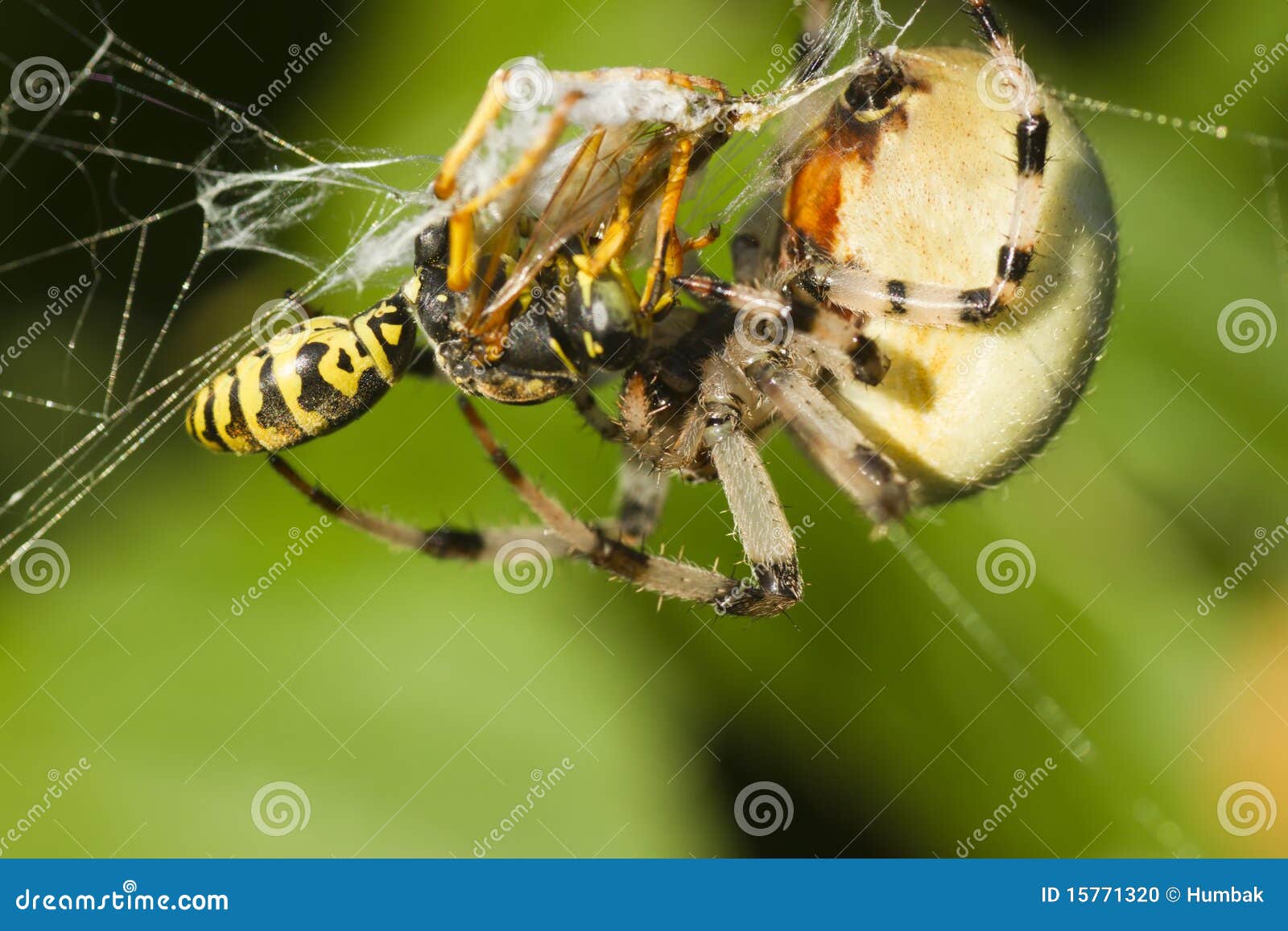 Wasp killed by spider stock photo. Image of insect, dead - 15771320