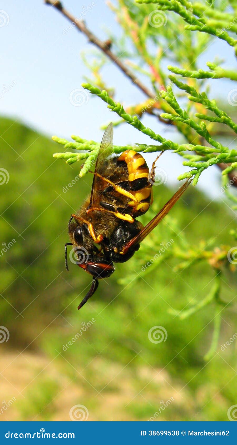 Wasp Killing a Bee on a Tree Stock Photo - Image of animal, honey: 38699538