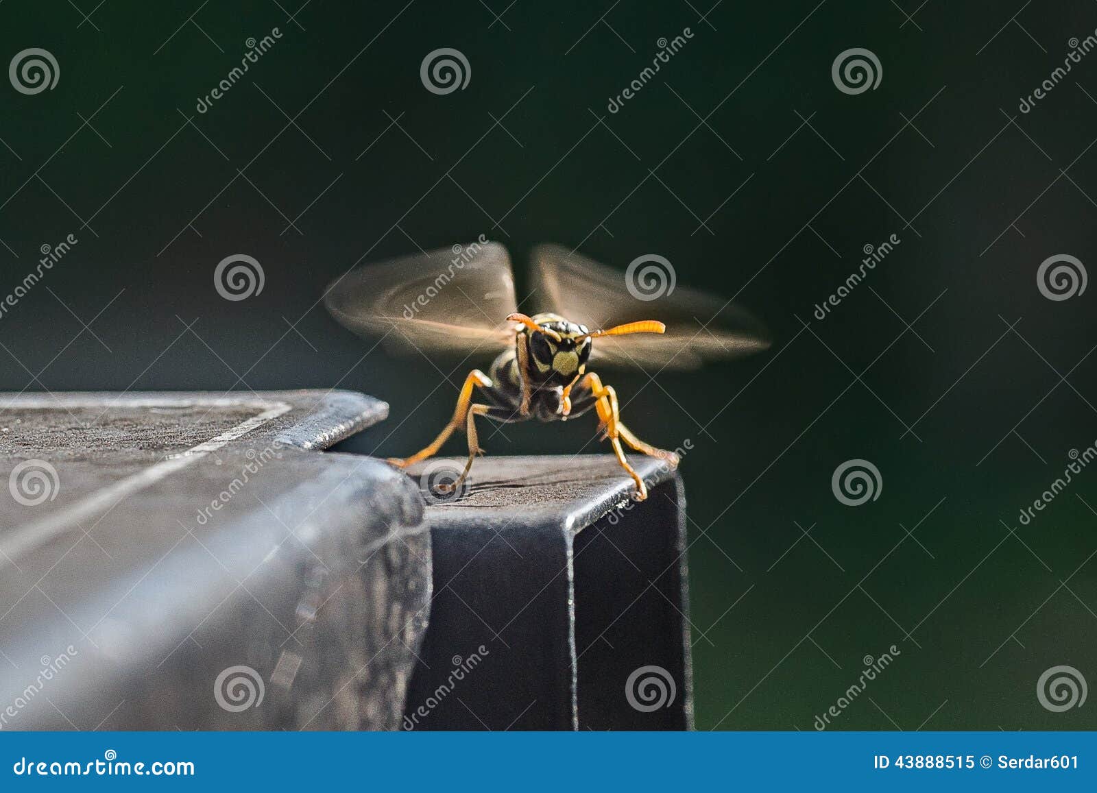 Wasp stock image. Image of awning, foot, barbeque, book - 43888515