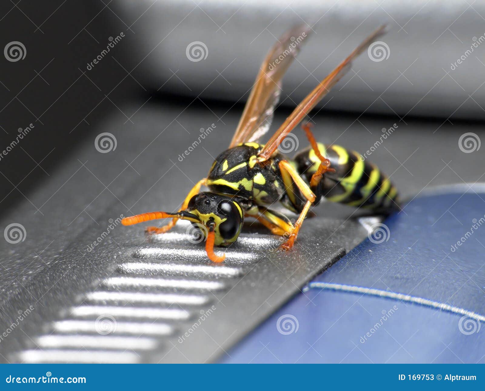 Wasp on laptop stock image. Image of heat, close, confusion - 169753