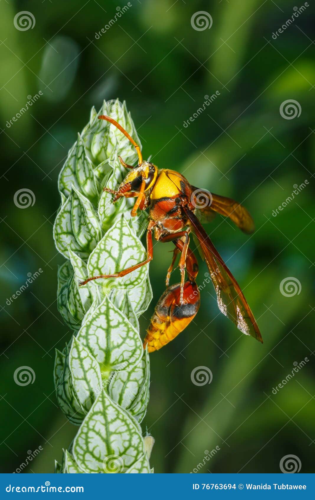 Wasp,Large Wasp. Dangerous Fly,Macro Wasp. Stock Photo - Image of flora ...