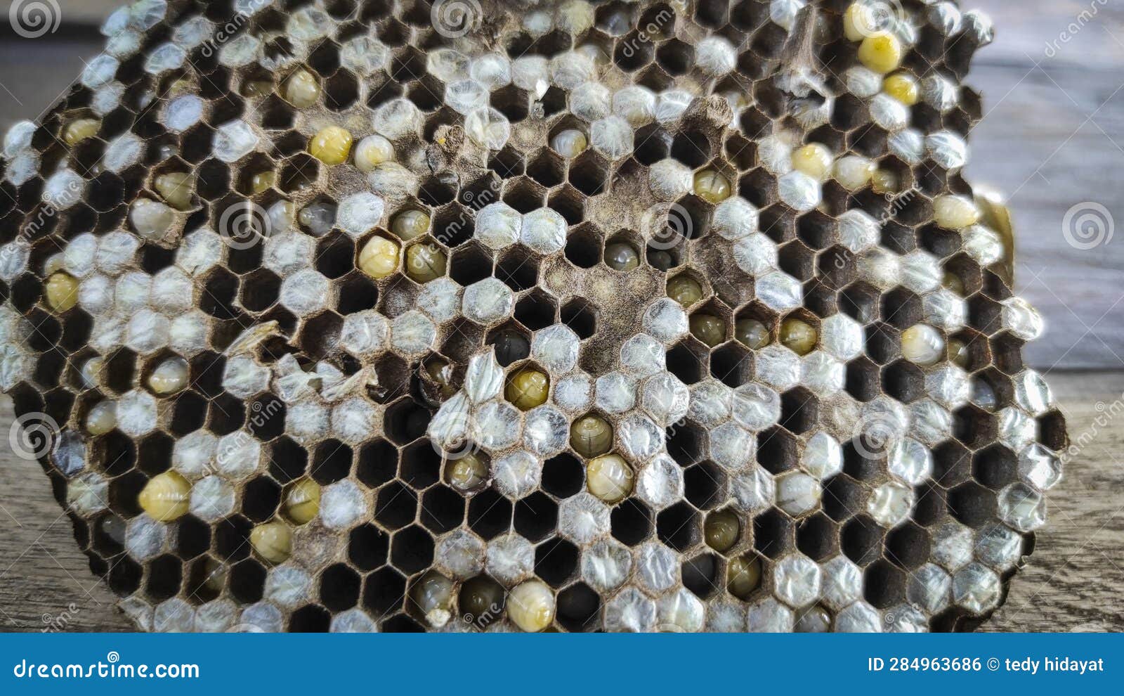 Wasp larvae and wasp eggs stock photo. Image of bees - 284963686