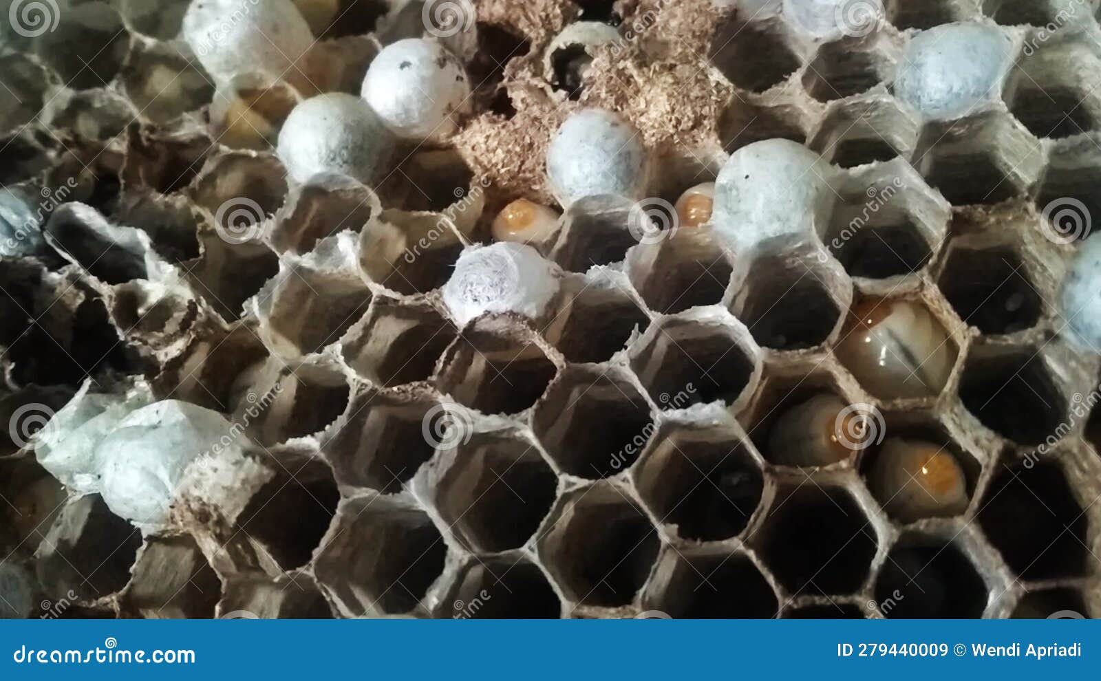 Wasp Larvae Move in the Nest, before Becoming Pupae. Stock Video ...