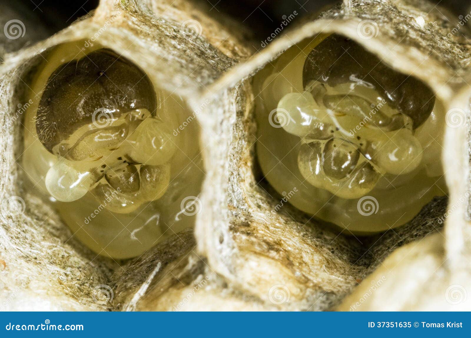 Wasp larvae stock image. Image of eyes, polistes, wasp - 37351635