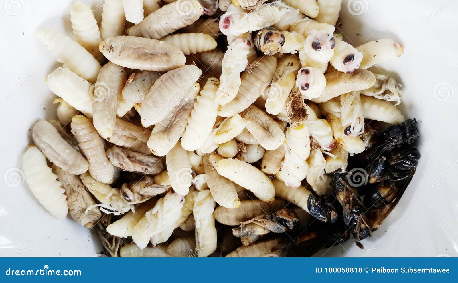 Wasp Larvae,Can Be Used To Cook,Is A Rare High Protein Food Royalty ...
