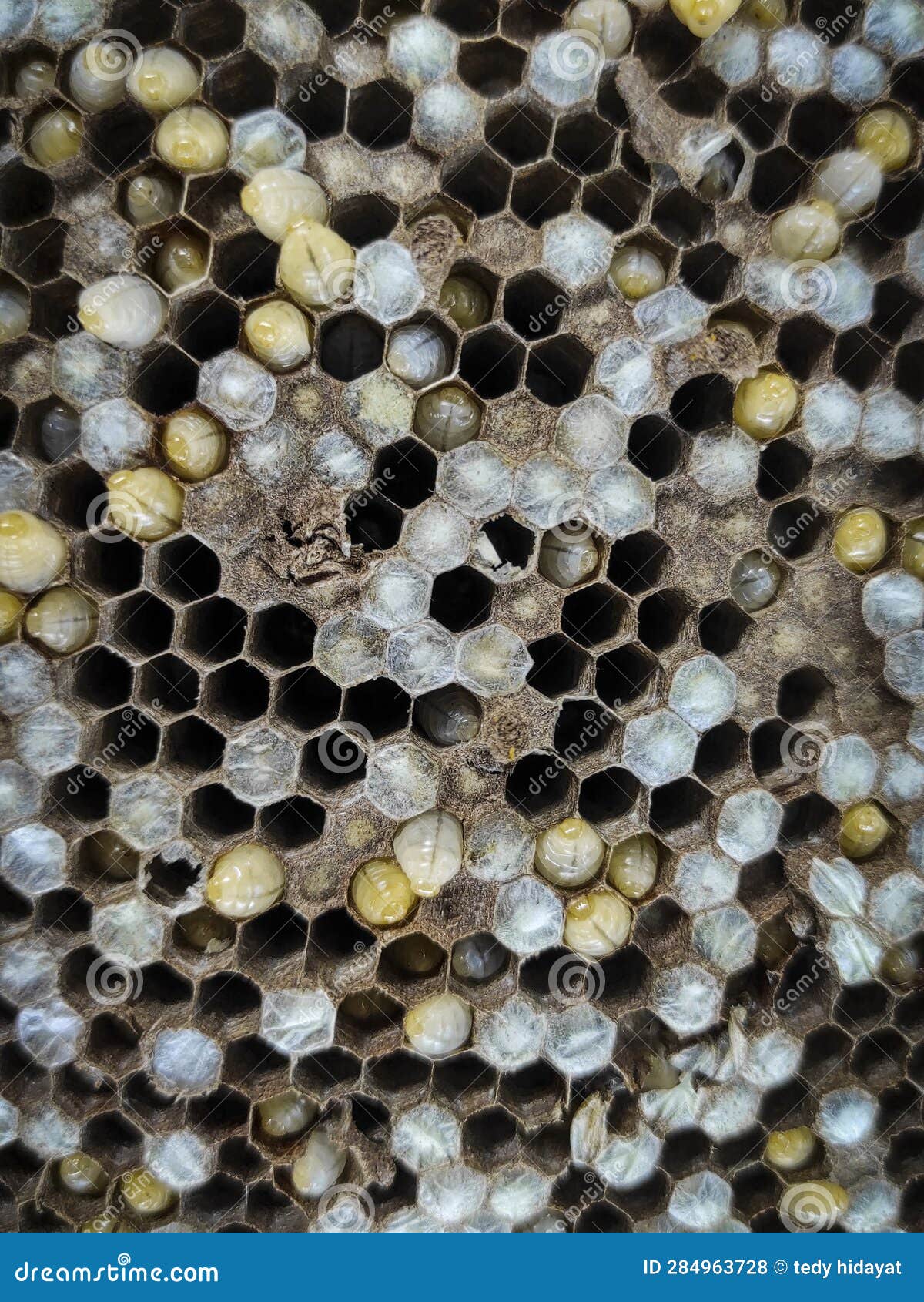 Wasp larvae and wasp eggs stock photo. Image of wildlife - 284963728