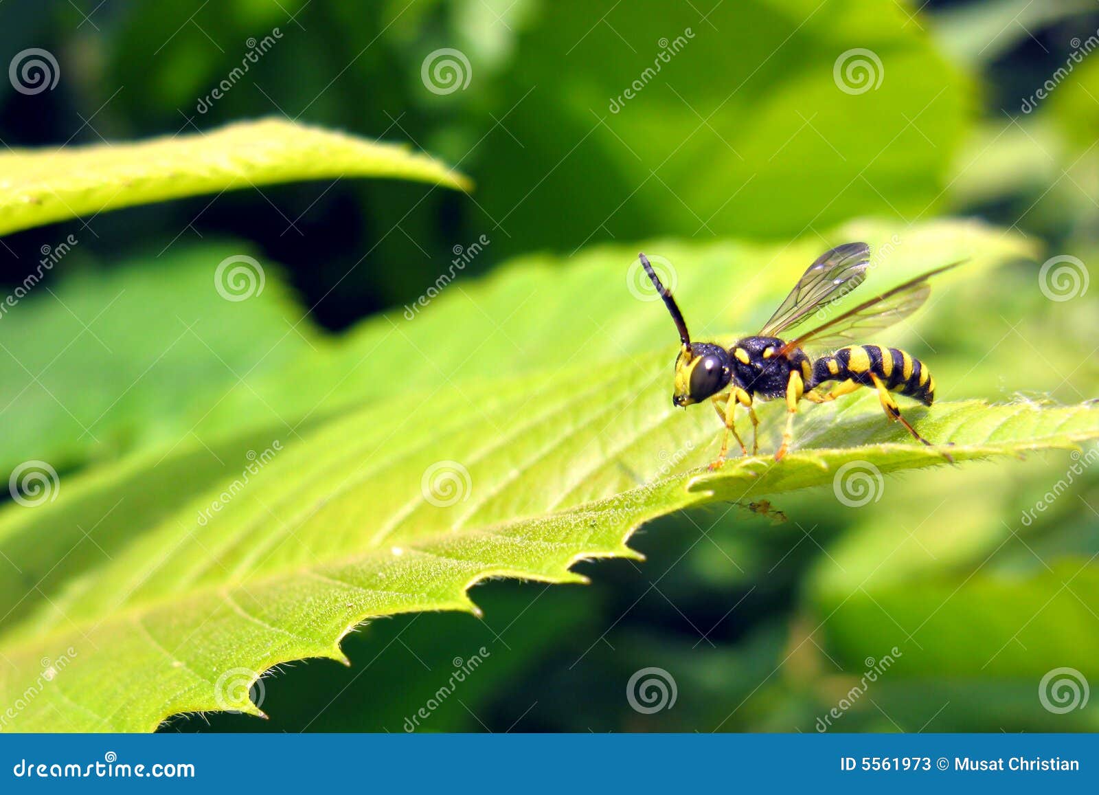 Wasp on leaf stock image. Image of closeup, yellow, profile - 5561973