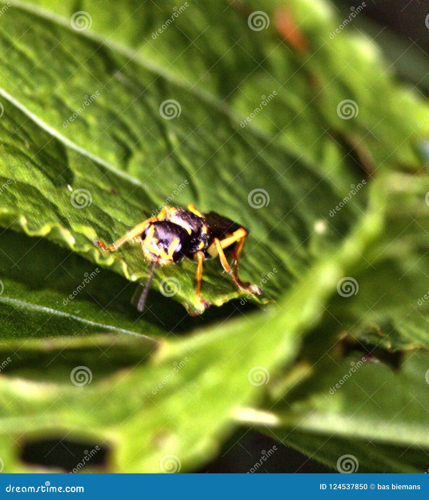 Wasp with tongue stock photo. Image of insects, animal - 124537850