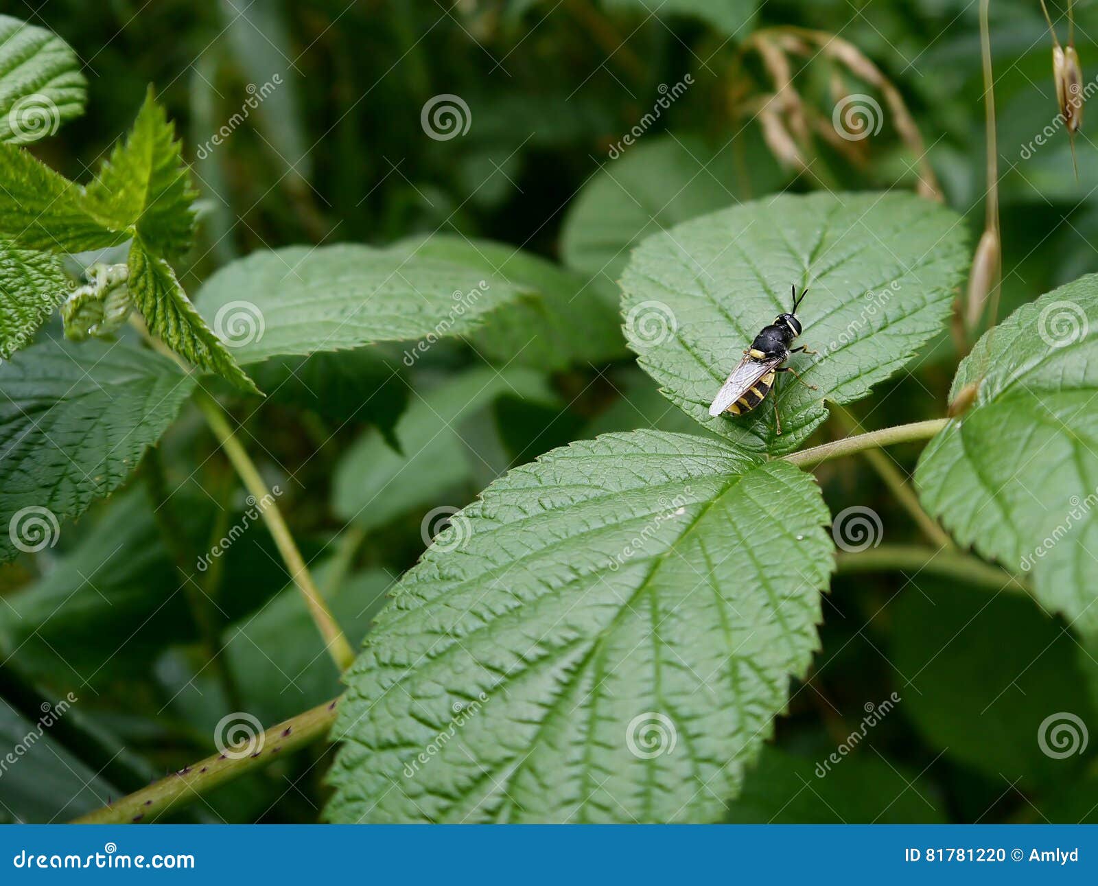 Wasp on leaf stock photo. Image of hornet, beetle, crease - 81781220