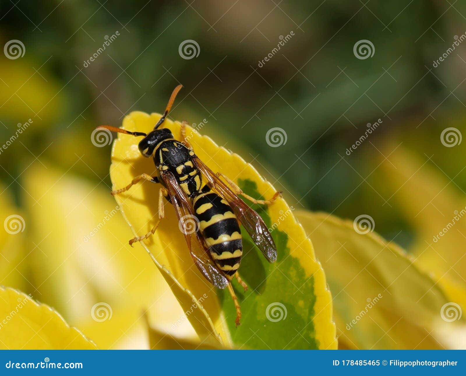 Wasp on a leaf stock image. Image of closeup, zoom, science - 178485465