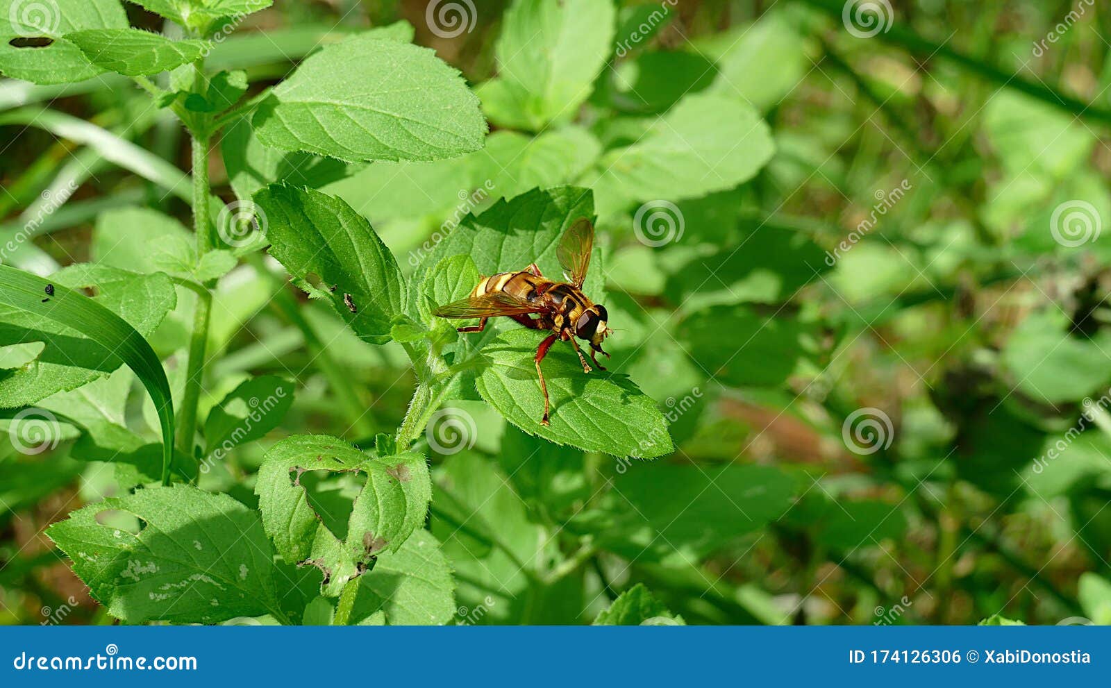 Wasp on the Leaf of a Plant in the Forest Stock Photo - Image of basque ...