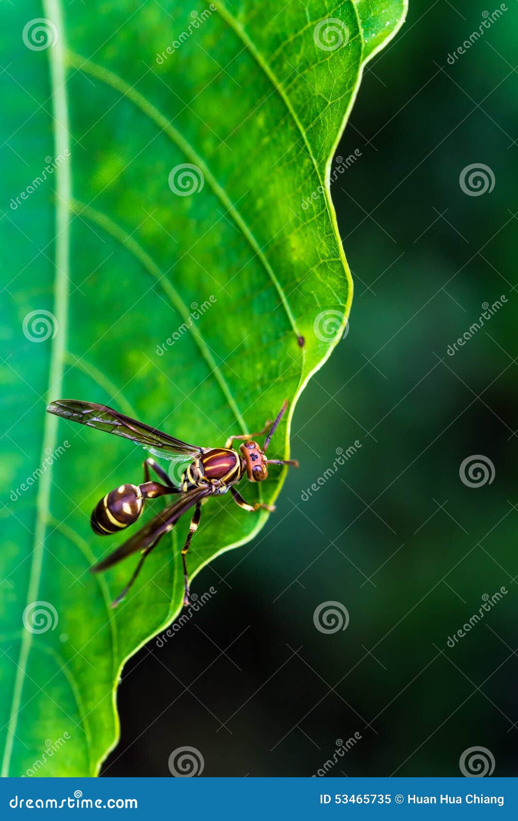 Wasp on a leaf stock image. Image of closeup, beautiful - 53465735