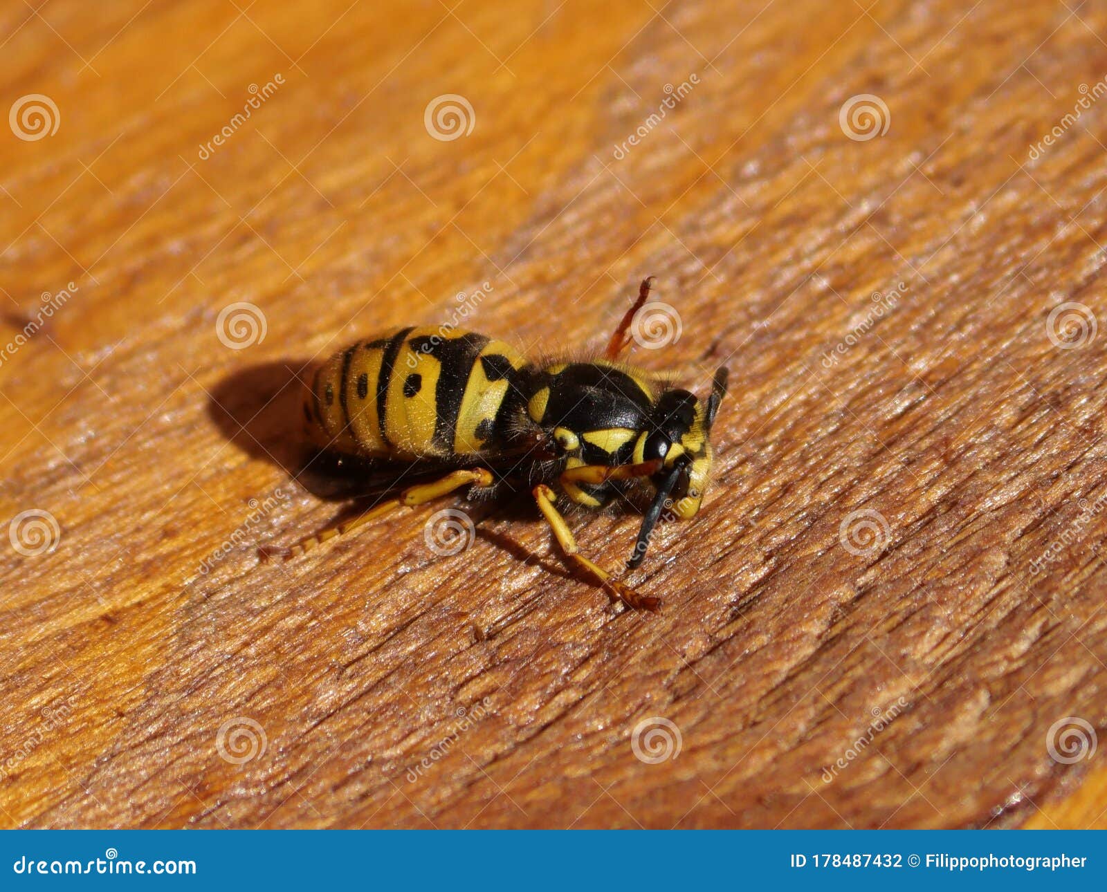 Wasp on a trunk stock photo. Image of nature, trunk - 178487432