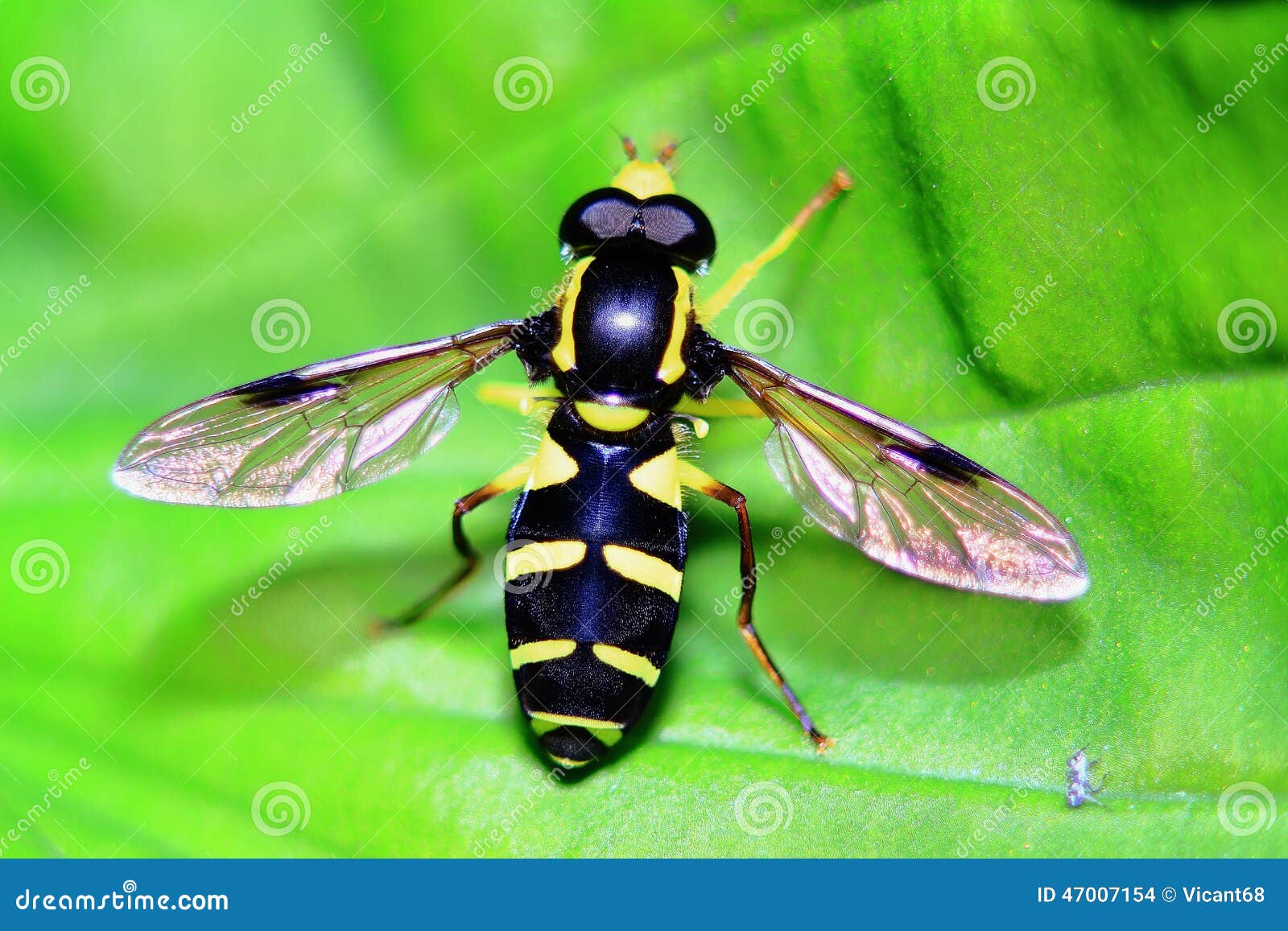 Wasp stock photo. Image of extreme, attack, wasp, feeler - 47007154