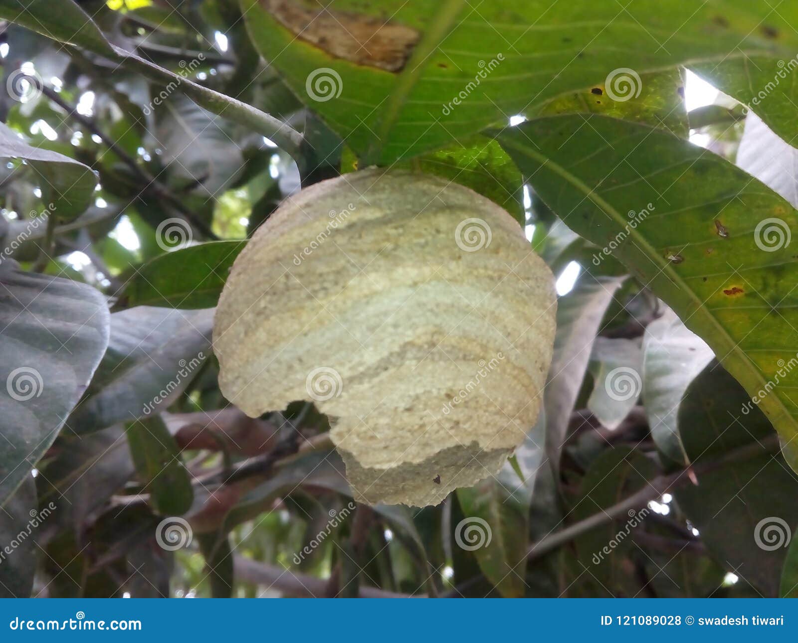Wasp stock photo. Image of live, mango, tree, wasp, hive - 121089028