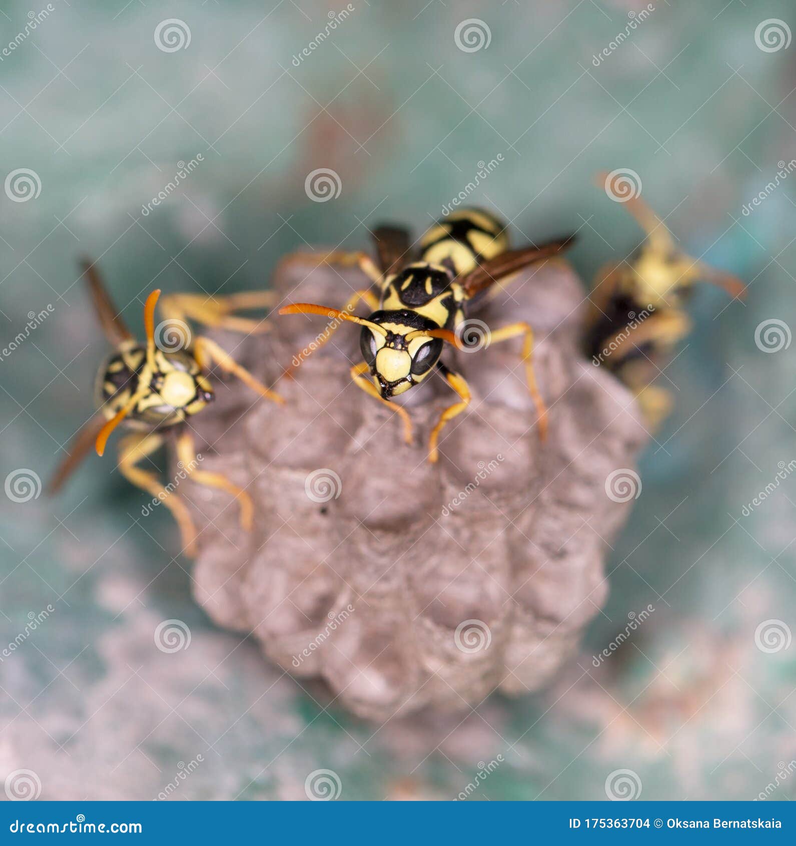 Wasp Macro Sitting on Honeycombs Stock Photo - Image of sting, comb ...