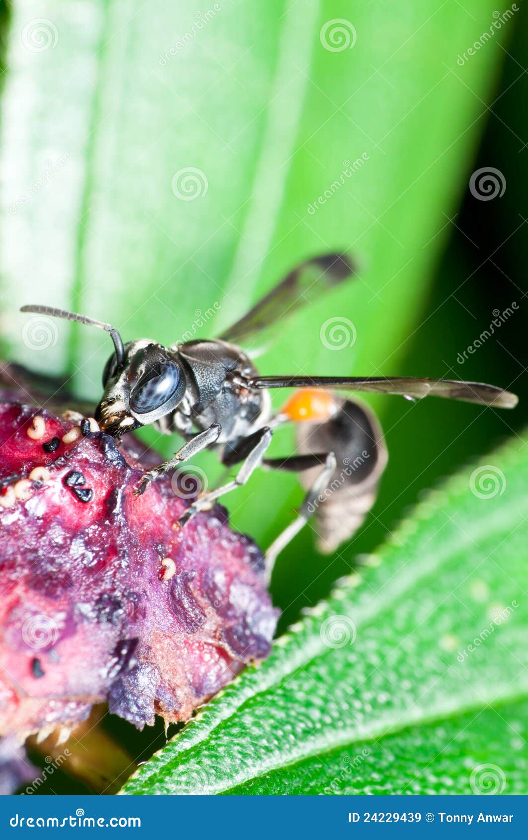 Wasp Macro stock image. Image of eating, antenna, wings - 24229439