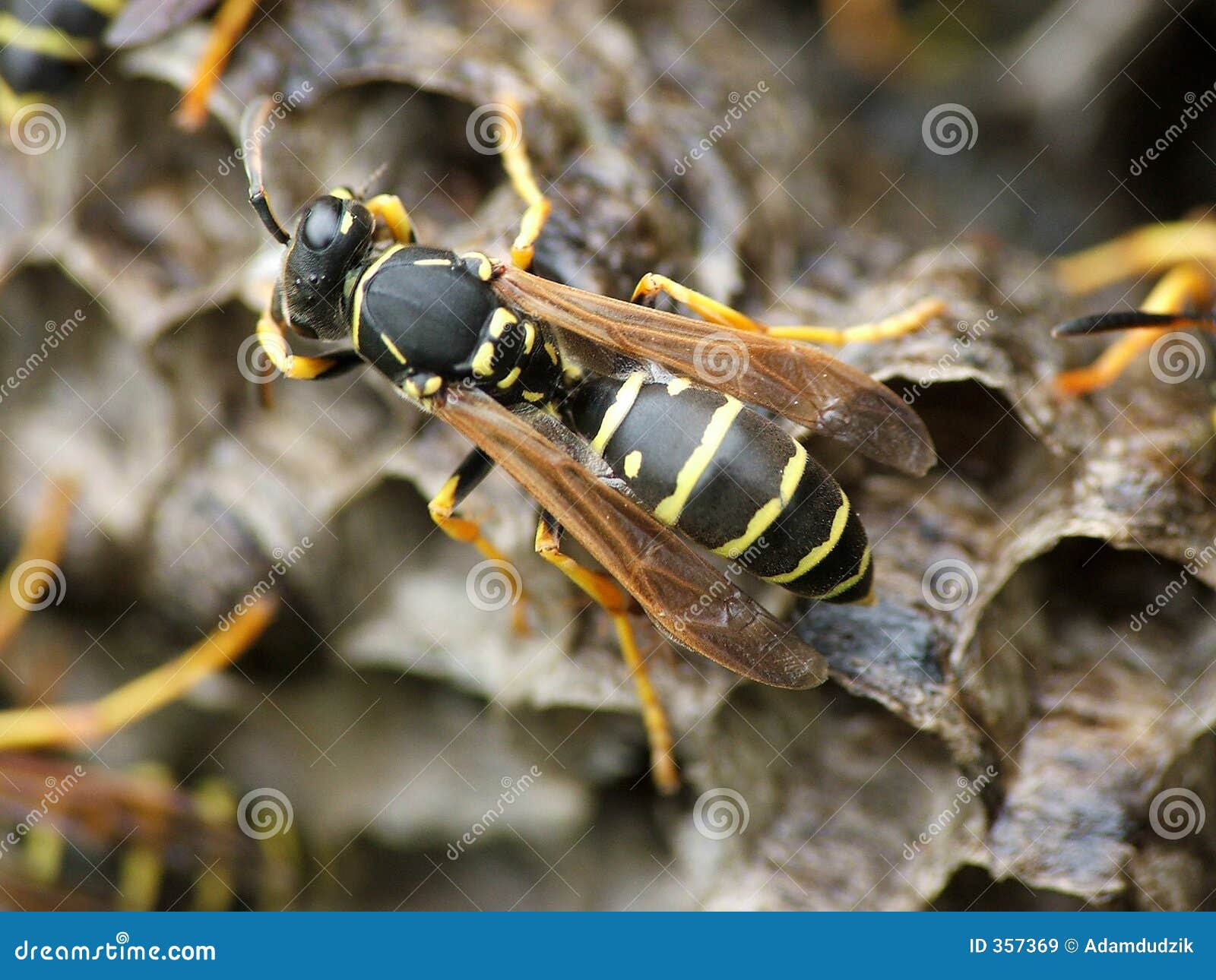 Wasp macro stock image. Image of wing, wings, wasp, sting - 357369