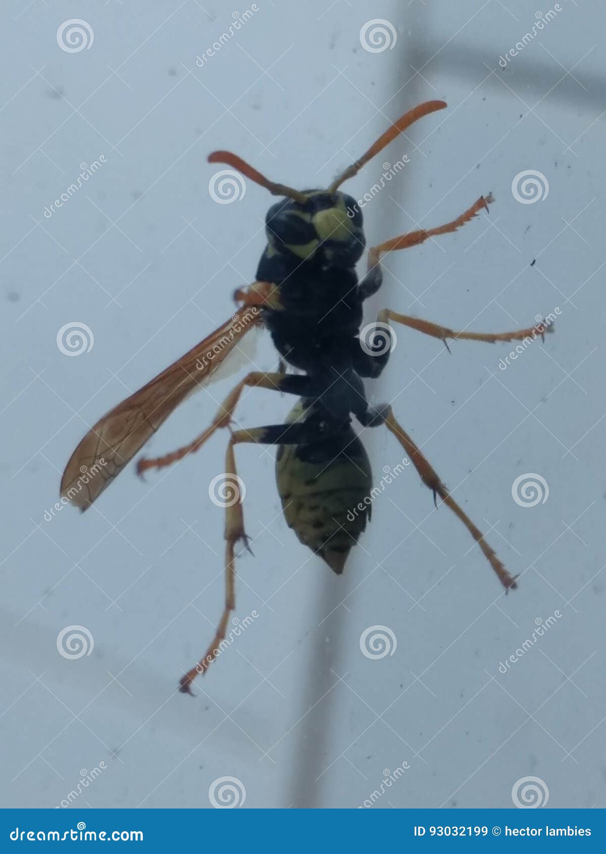 Wasp stock image. Image of wasp, nature, macro - 93032199
