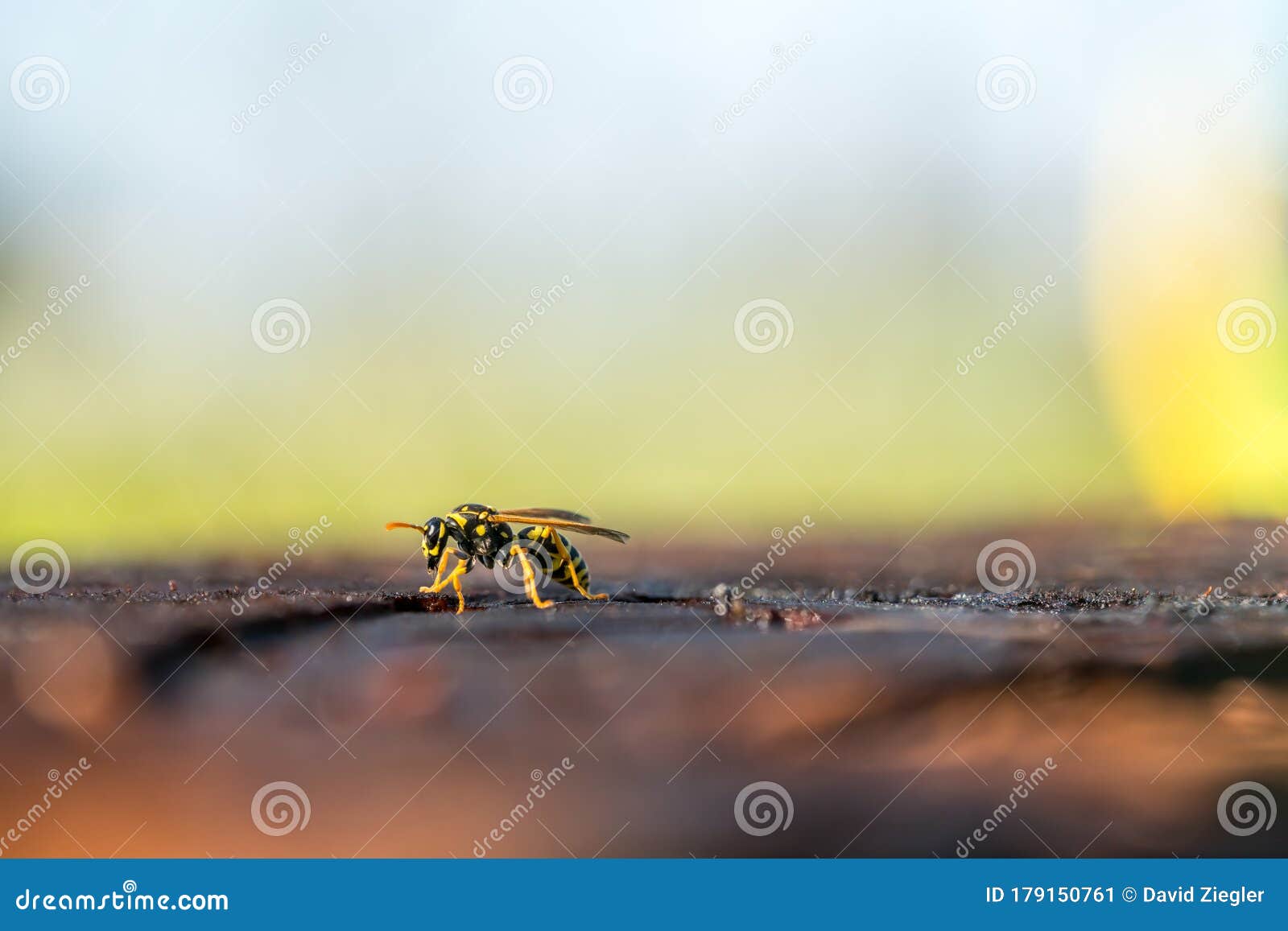 Wasp macro photography stock image. Image of wildlife - 179150761