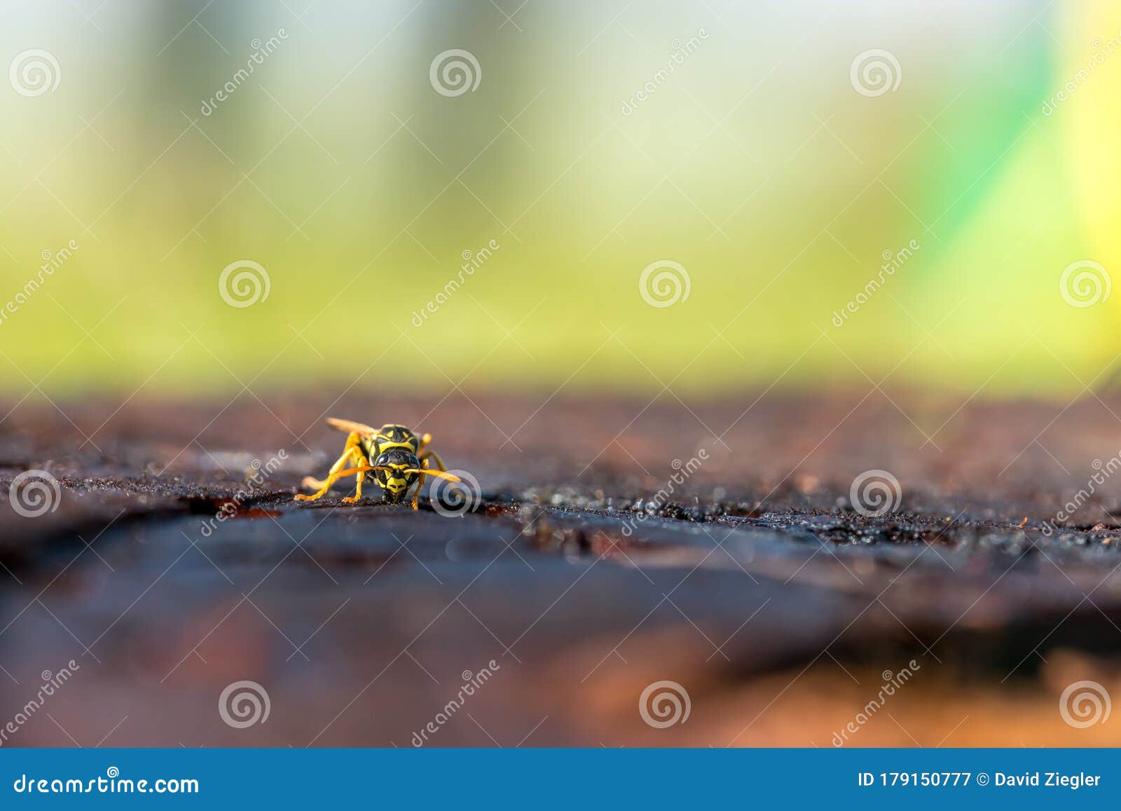 Wasp macro photography stock image. Image of close, wildlife - 179150777