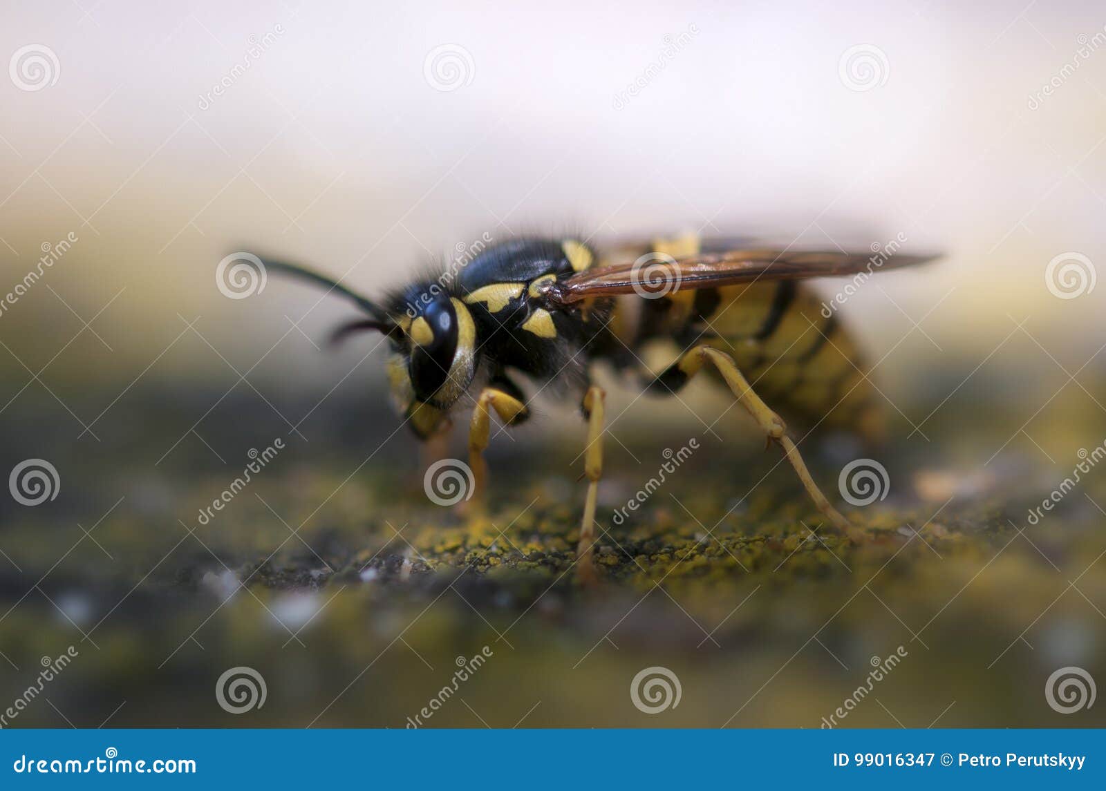 Wasp macro stock image. Image of detailed, mandibles - 99016347