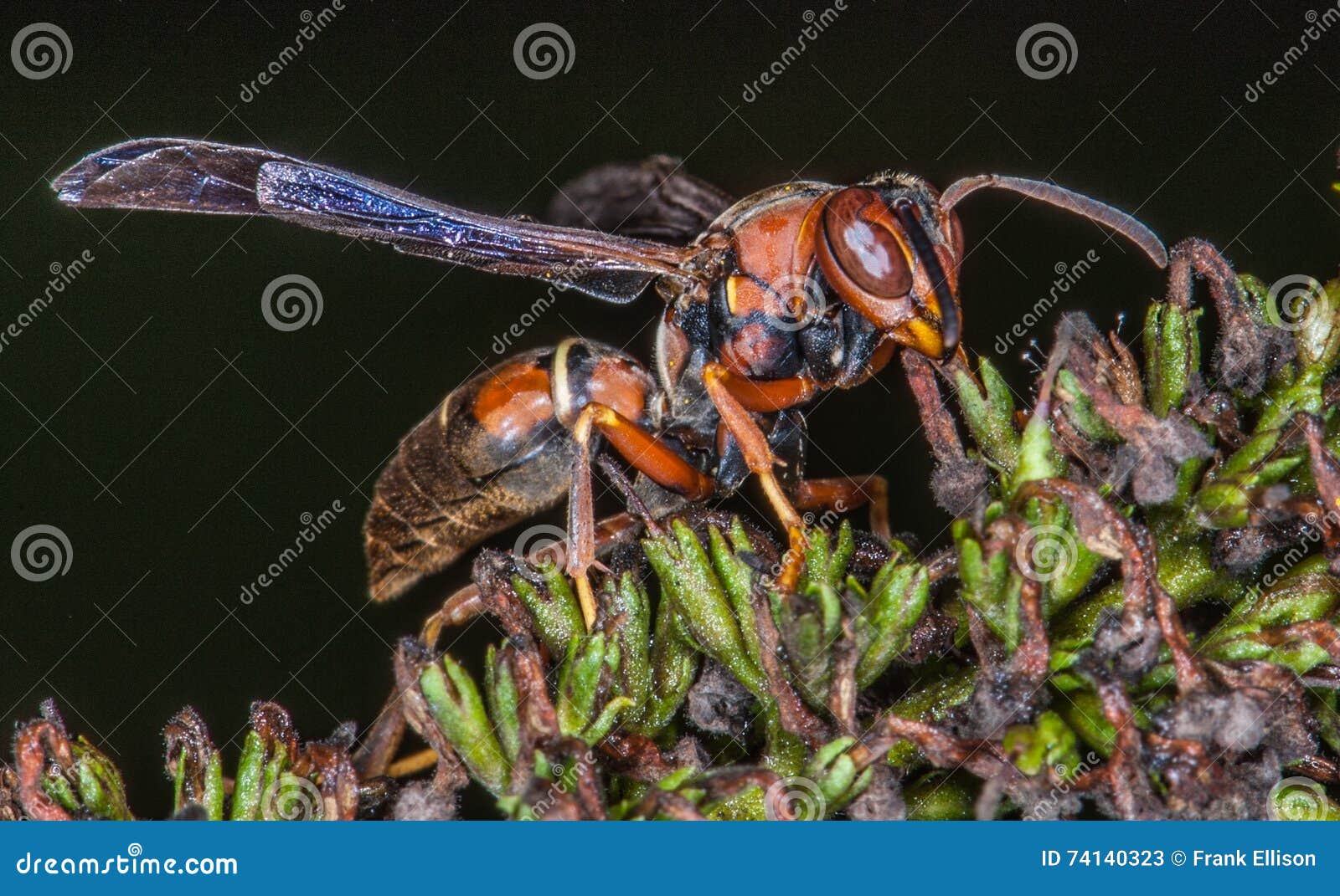 Wasp Micro stock image. Image of close, sting, nature - 74140323