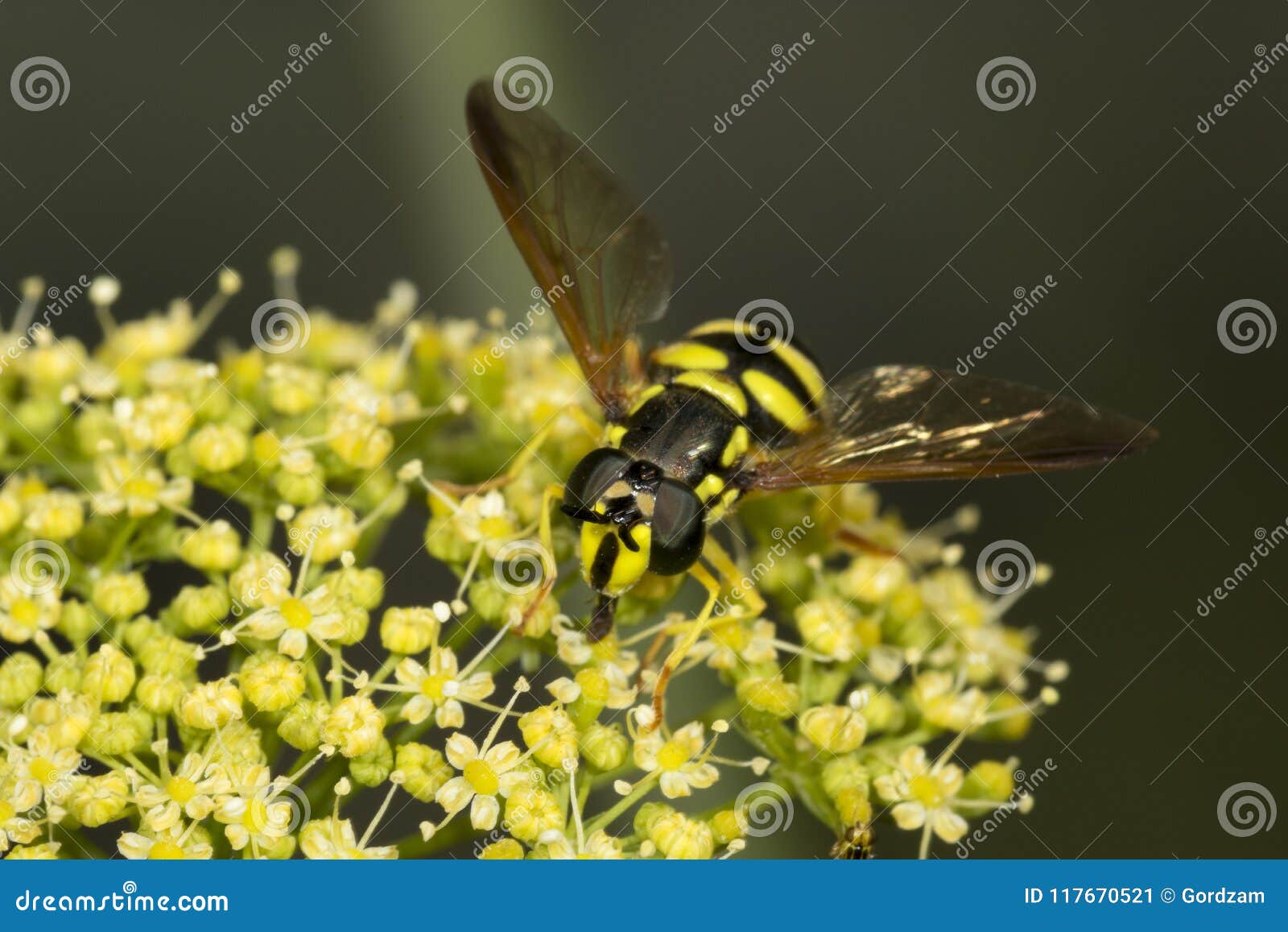 Wasp mimicking hoverfly stock image. Image of garden - 117670521