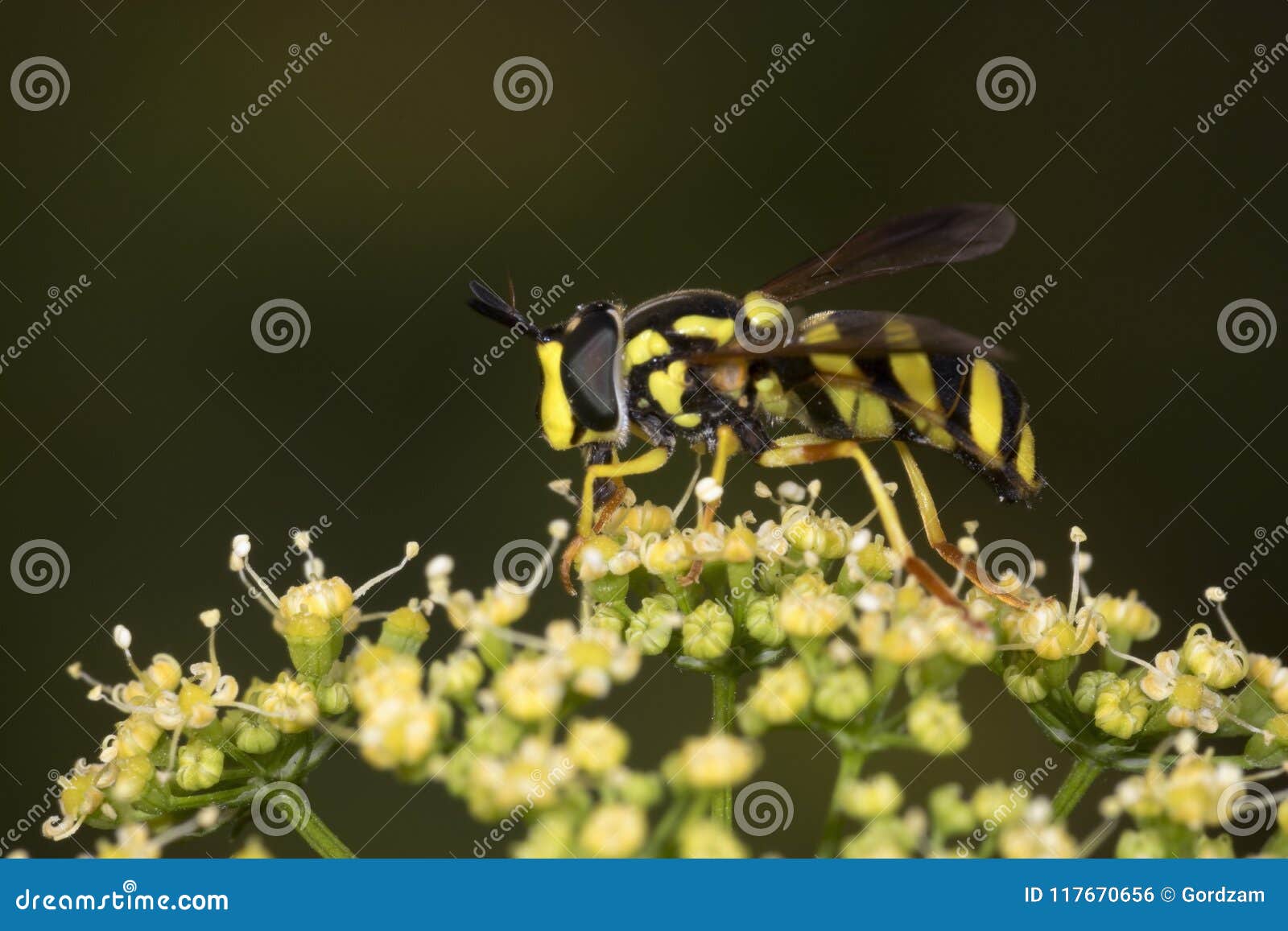 Wasp mimicking hoverfly stock photo. Image of insect - 117670656