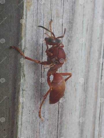 Wasp without wings stock photo. Image of insect, missing - 110721144