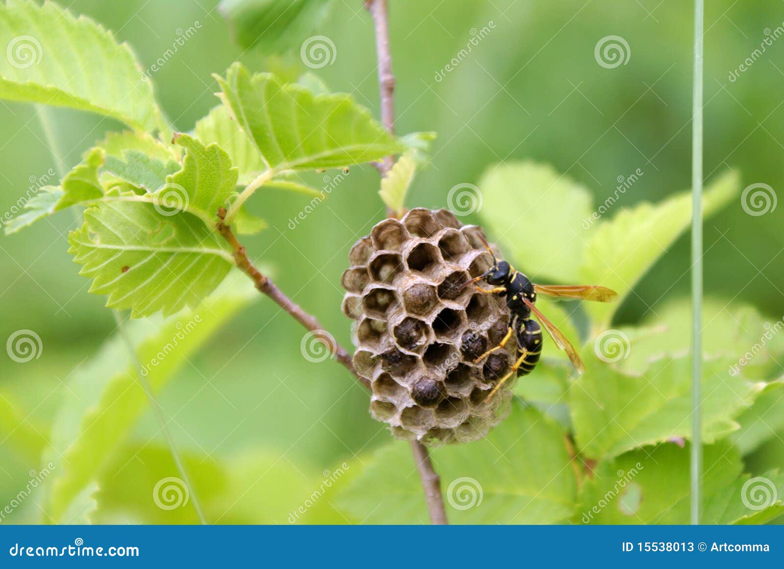 Wasp on nest stock image. Image of cluster, green, biology - 15538013