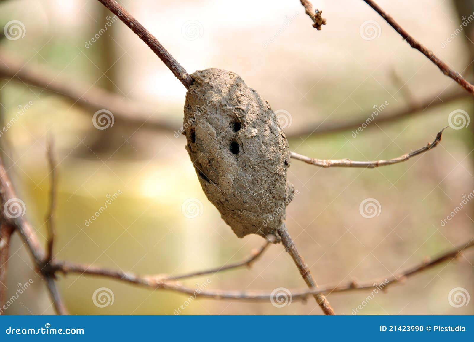 Wasp Nest And Larva Life Cycle. Royalty-Free Stock Photo ...