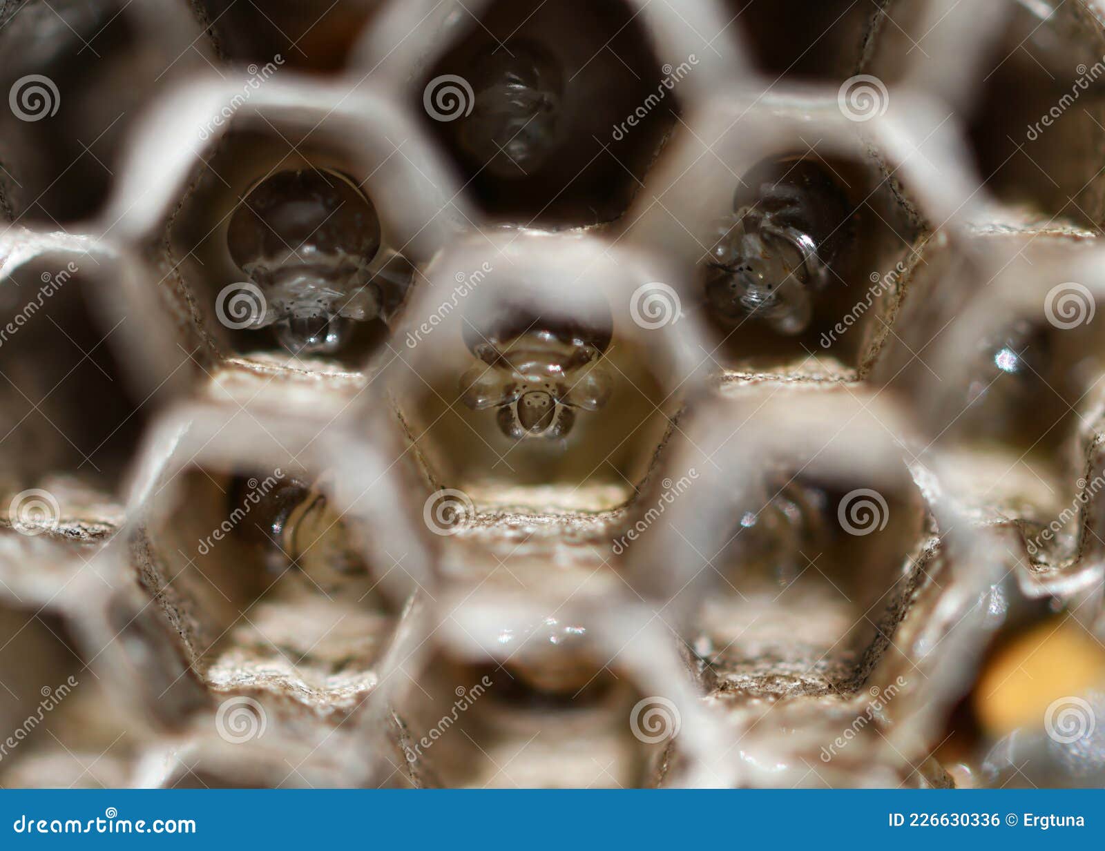 Wasp Nest with Wasp Larvae, Paper Wasps, Polistes Sp- Stock Photo ...