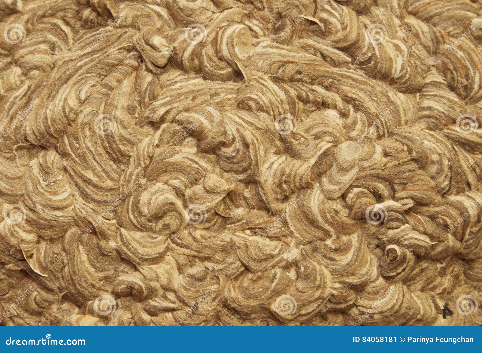 Wasp nest abstract texture stock image. Image of striped - 84058181