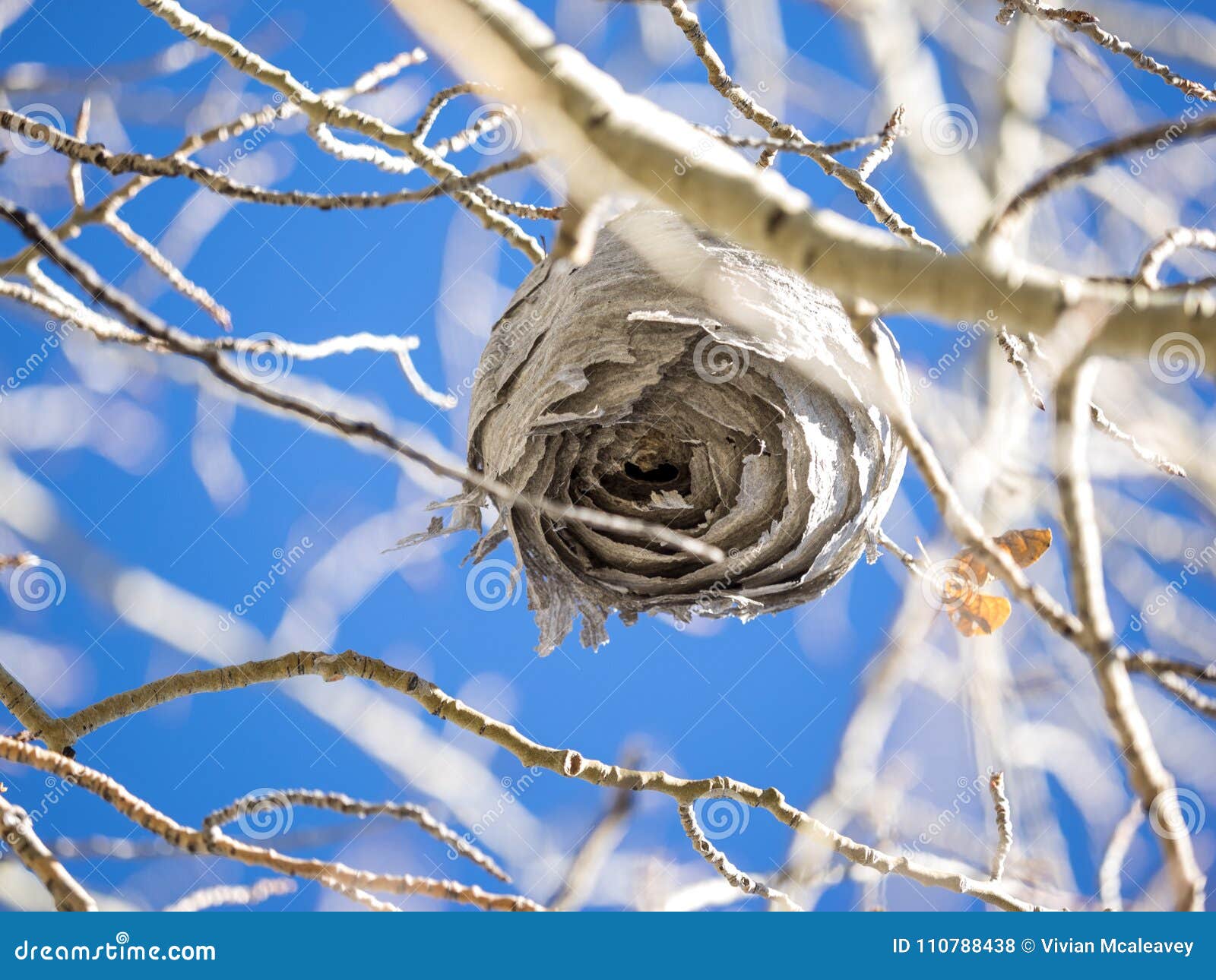 Aspen Tree Wasp Stock Photos - Free & Royalty-Free Stock Photos from ...