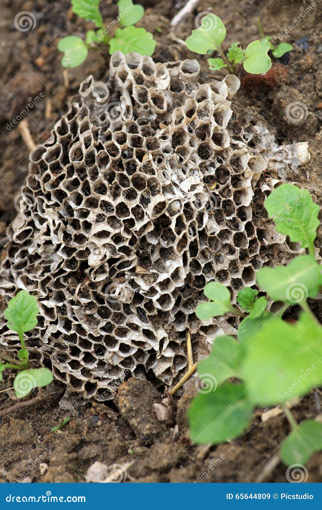 Wasp nest stock image. Image of nest, design, plants - 65644809