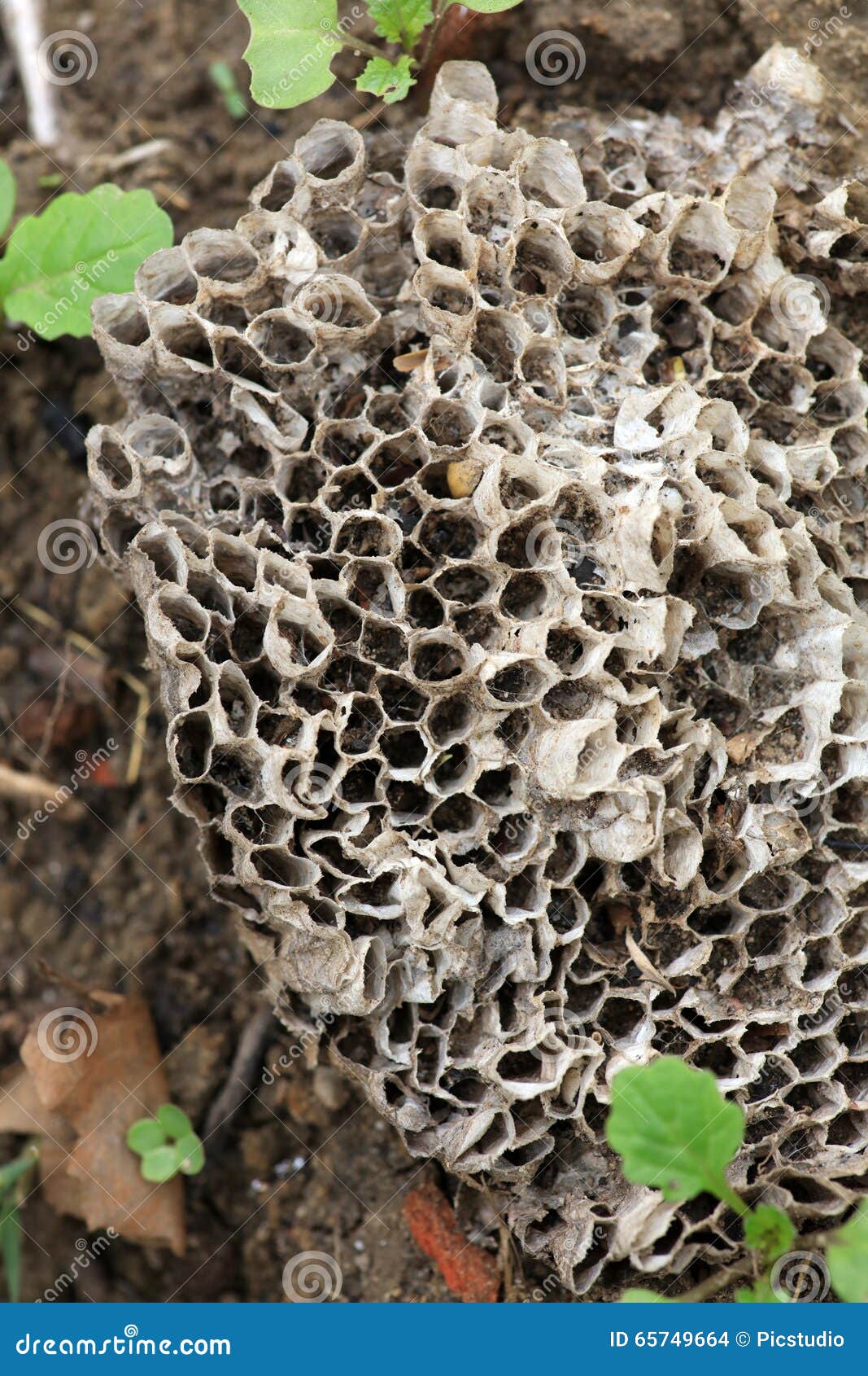 Wasp nest stock photo. Image of plants, nature, design - 65749664
