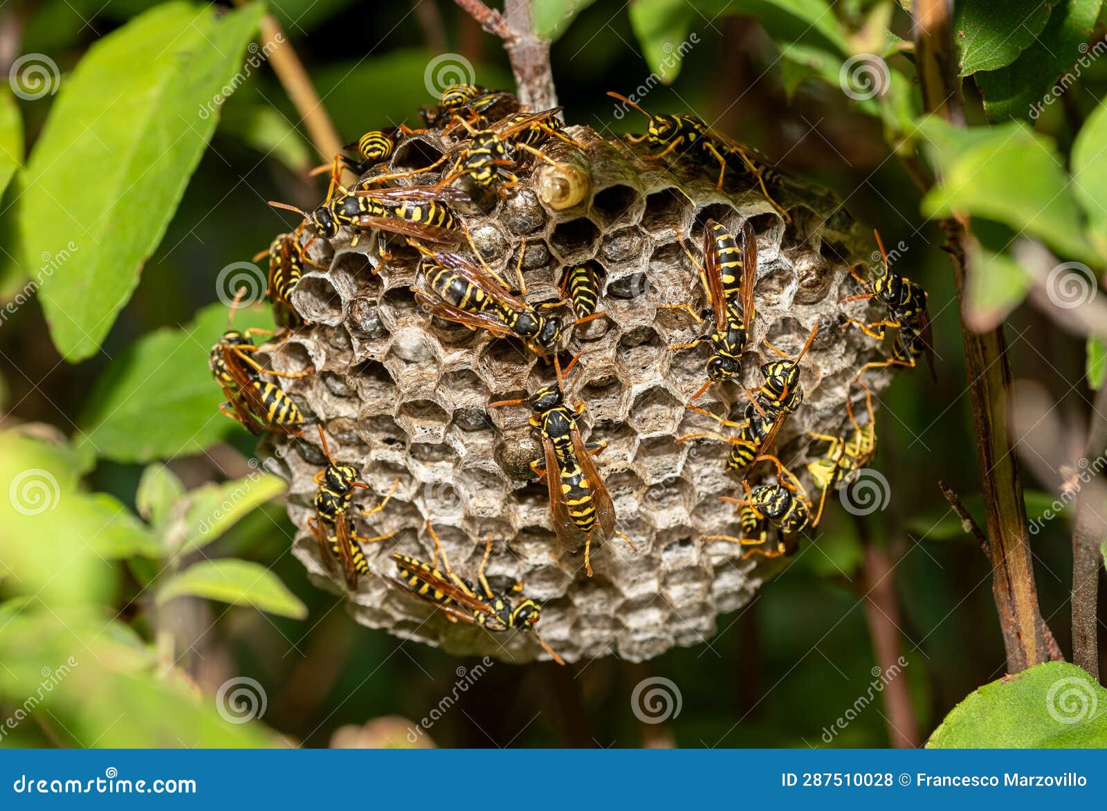 Wasp nest among branches stock photo. Image of yellow - 287510028