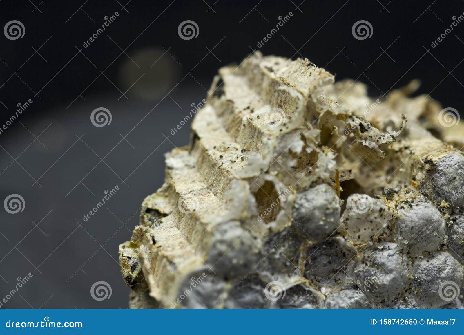 Wasp Nest Cells Showing Detail of the Cells Stock Photo - Image of ...