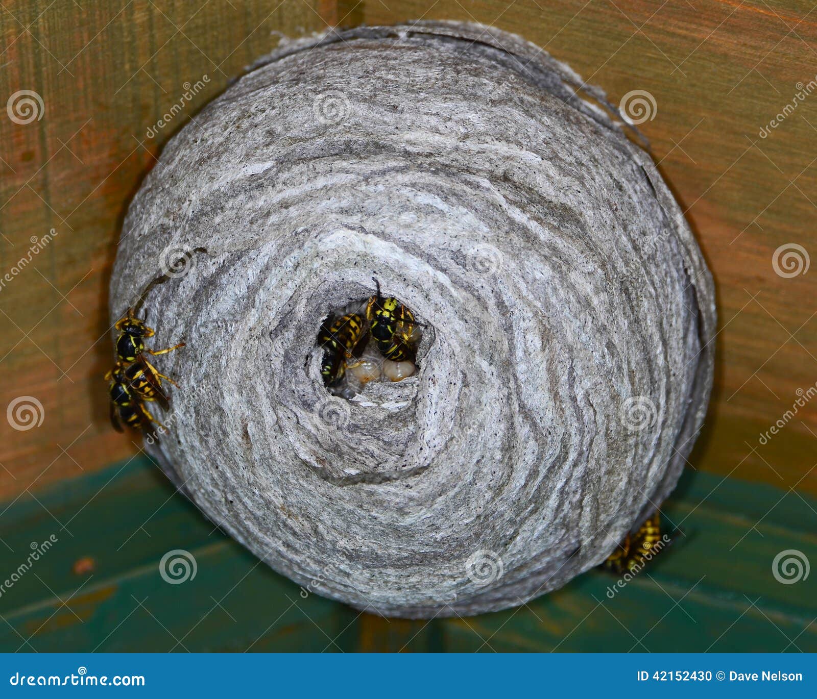 Wasp or hornet nest stock photo. Image of outside, larva - 42152430