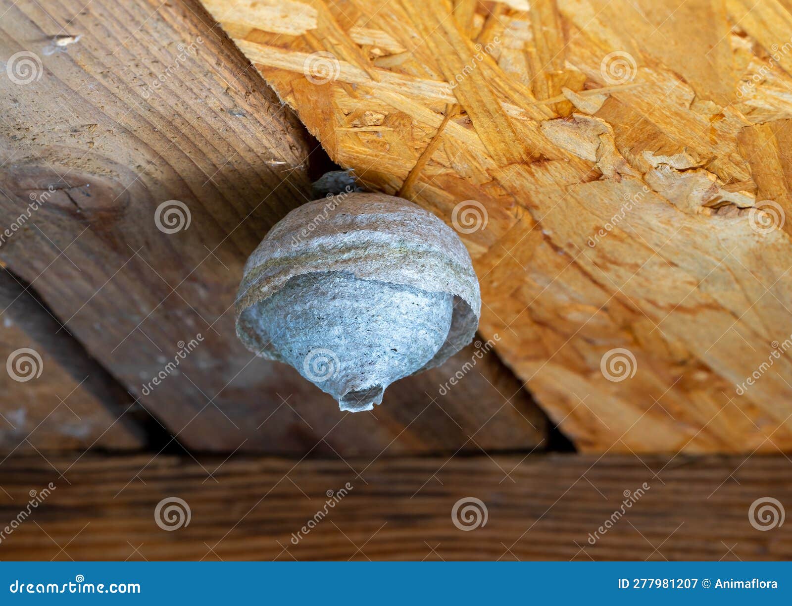 Wasp Nest Cocon in the Nature Stock Image - Image of control, insect ...