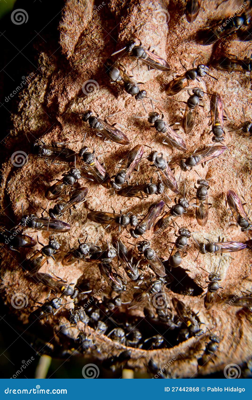 Wasp nest colony stock photo. Image of construction, garden - 27442868