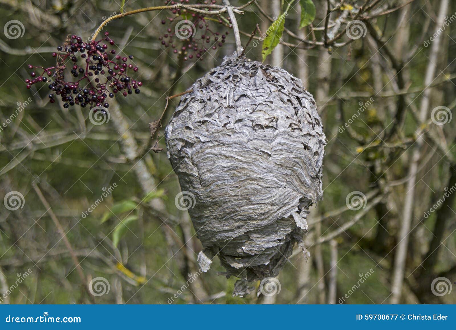 Wasp nest stock image. Image of paper, wasp, insects - 59700677