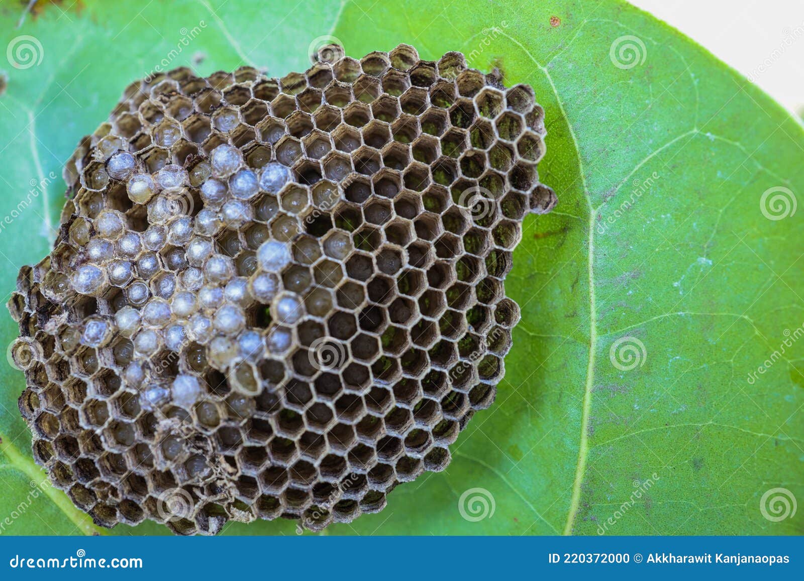 Wasp Nest on Green Leaf with Larvae Ready To Hatch Stock Photo - Image ...