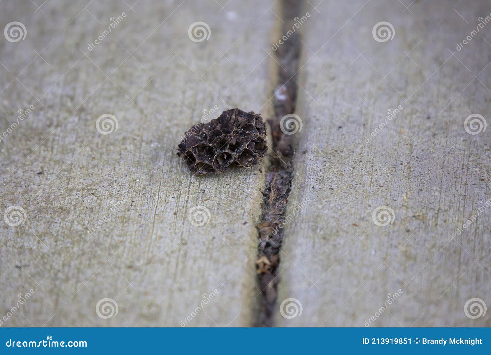 Wasp Nest on the Ground stock image. Image of colony - 213919851