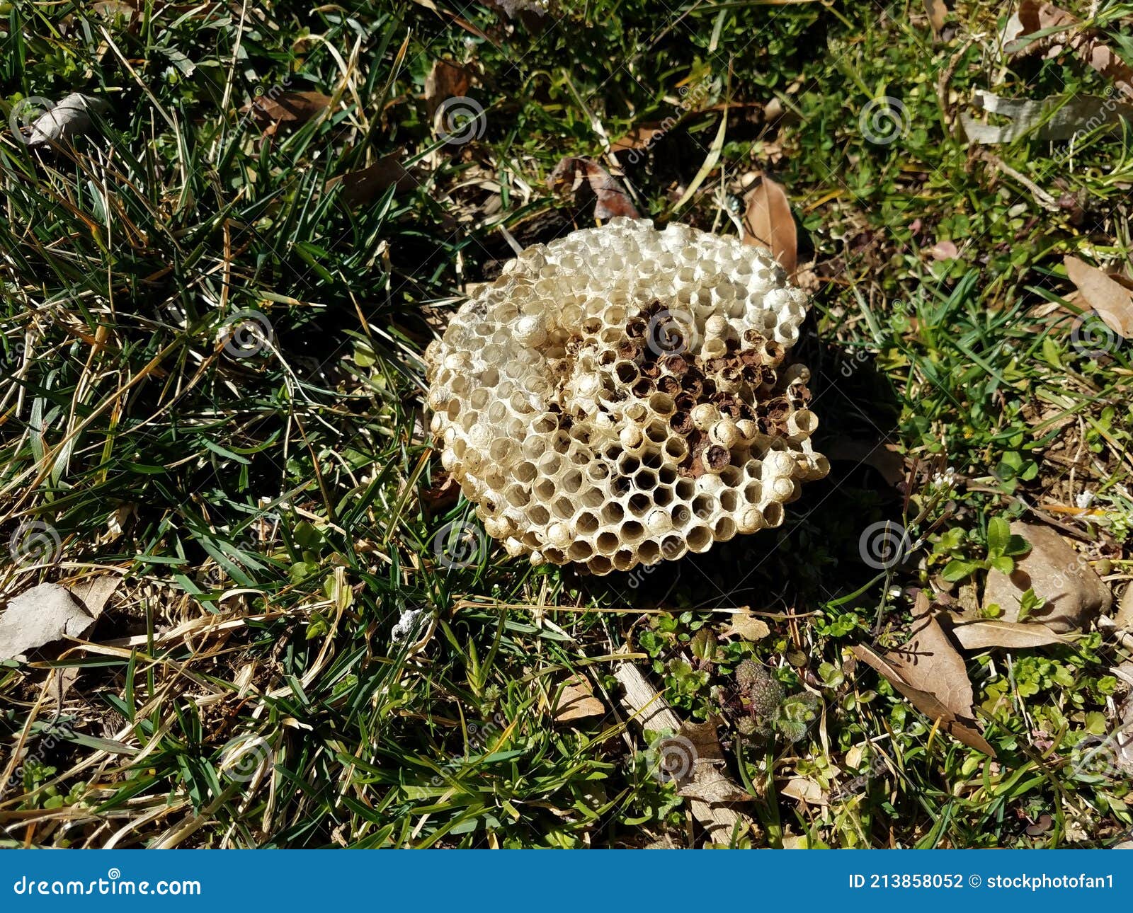 A Nest Or A Hive Of Wild Wasps In A Niche Under The Roof Of A Wooden ...