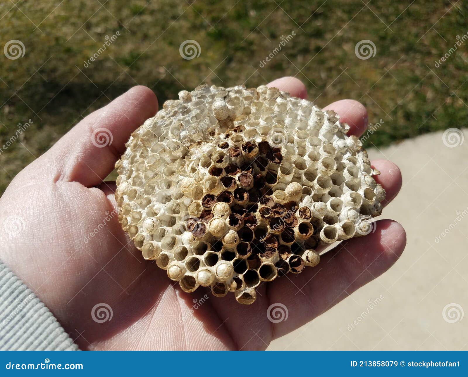 Wasp Nest or Hive in Palm of Hand Stock Image - Image of nature, insect ...