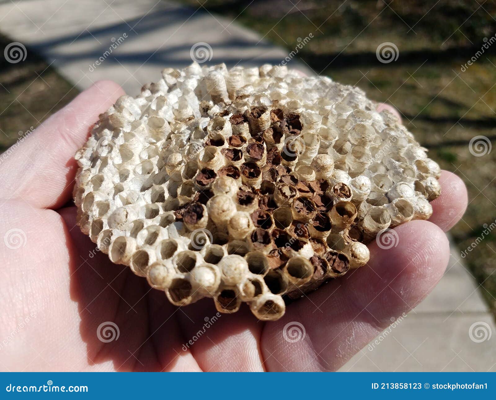 A Nest Or A Hive Of Wild Wasps In A Niche Under The Roof Of A Wooden ...